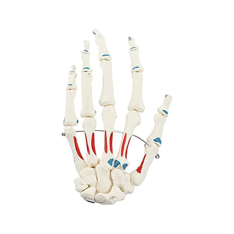 Human hand joint model hand bone hand skeleton palm palm palm skeletal ...
