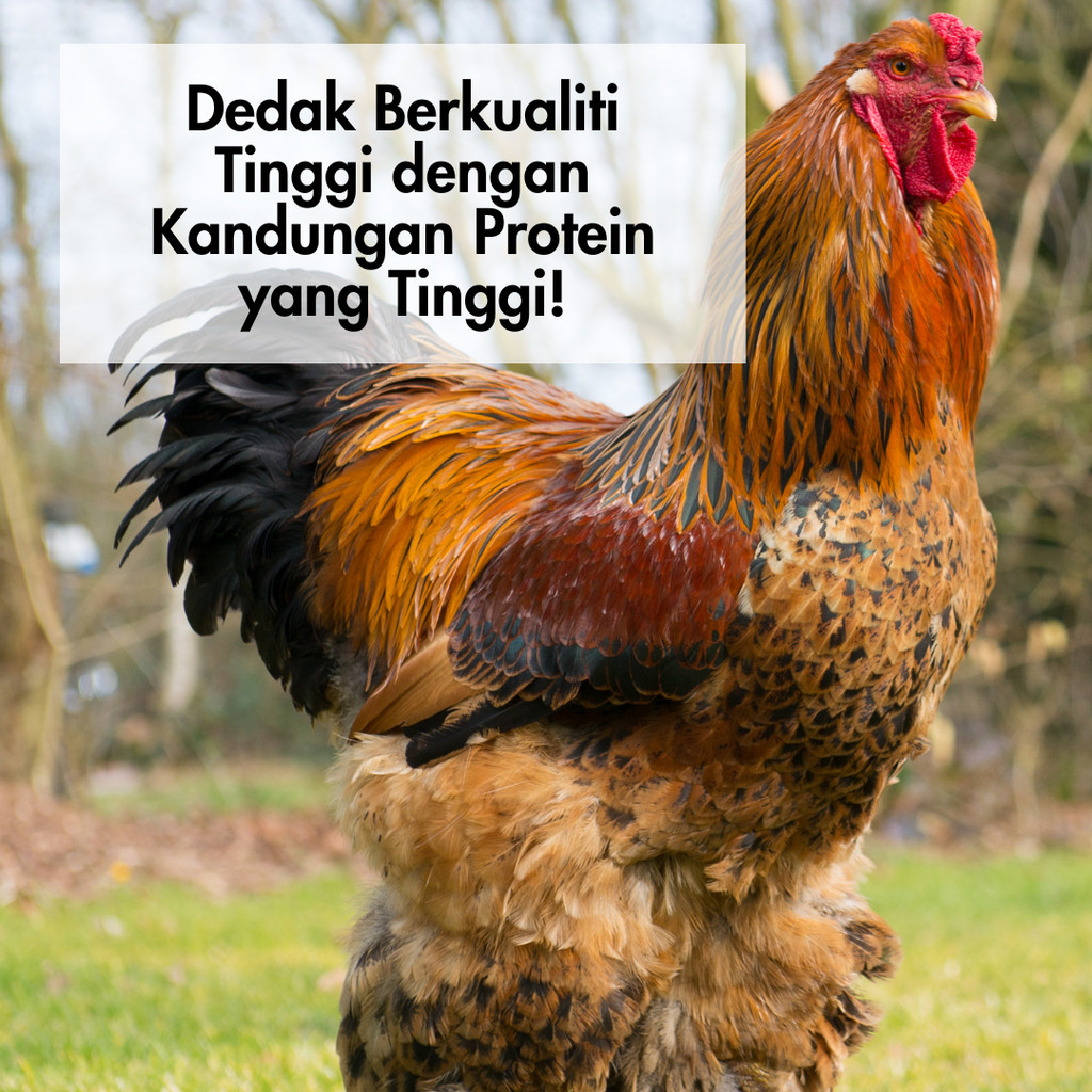 [5KG] [201C] [REPACK] Dedak Makanan Ayam Permulaan Gold Coin Halus ...