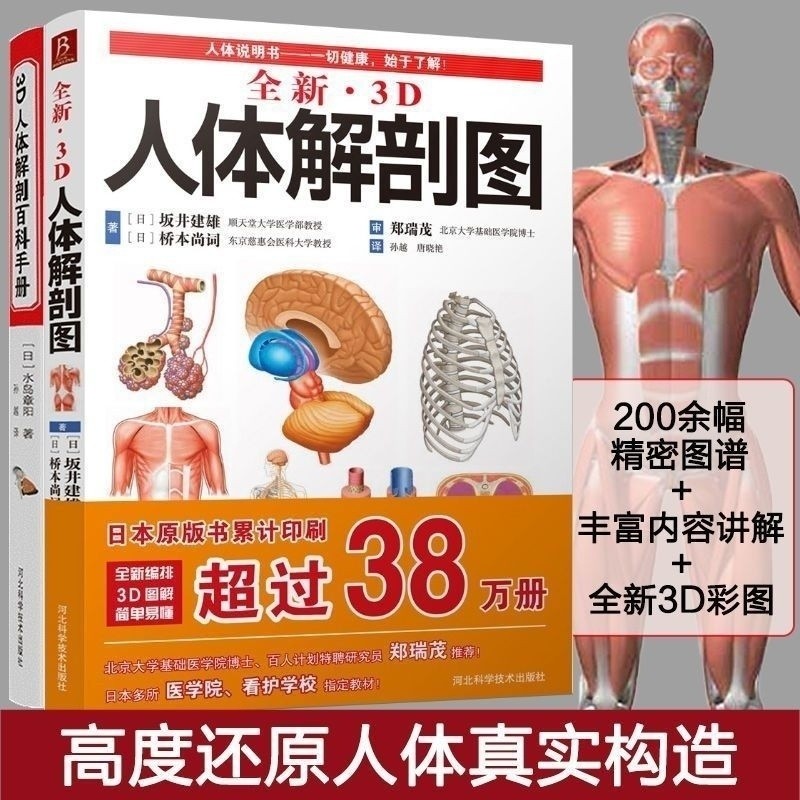 Brand New 3D Ergonomic Anatomical Map Ergonomic Muscle Anatomy Exercise ...