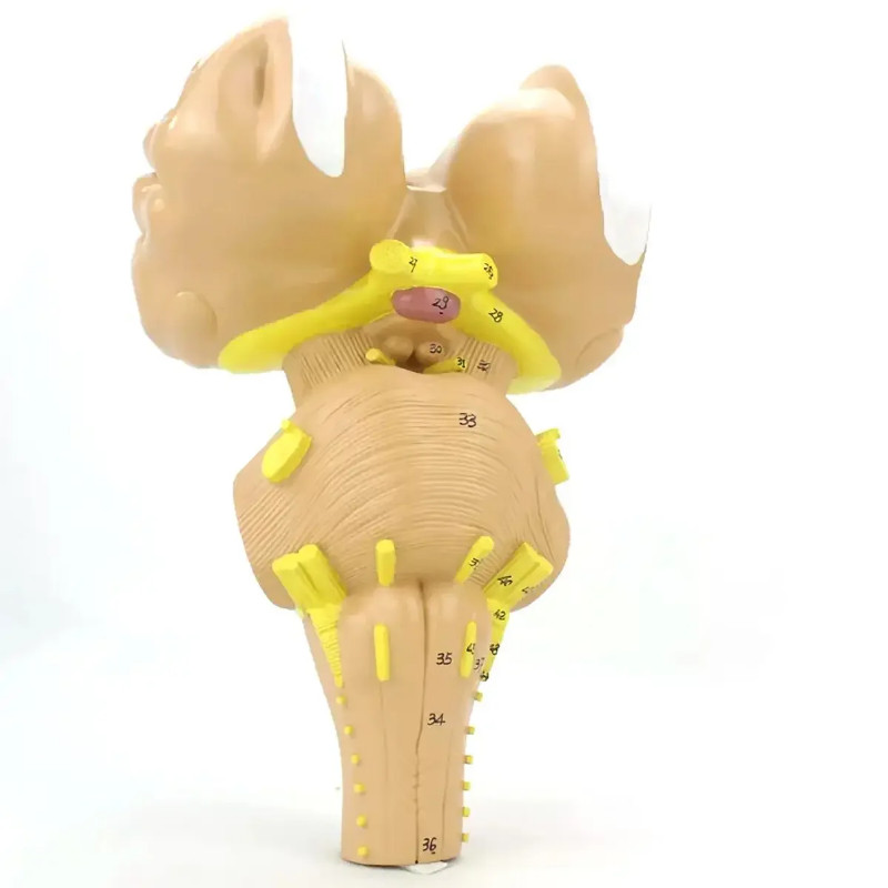 3X Life Size Medulla Oblongata Pons Midbrain Brain Stem Model Medical ...