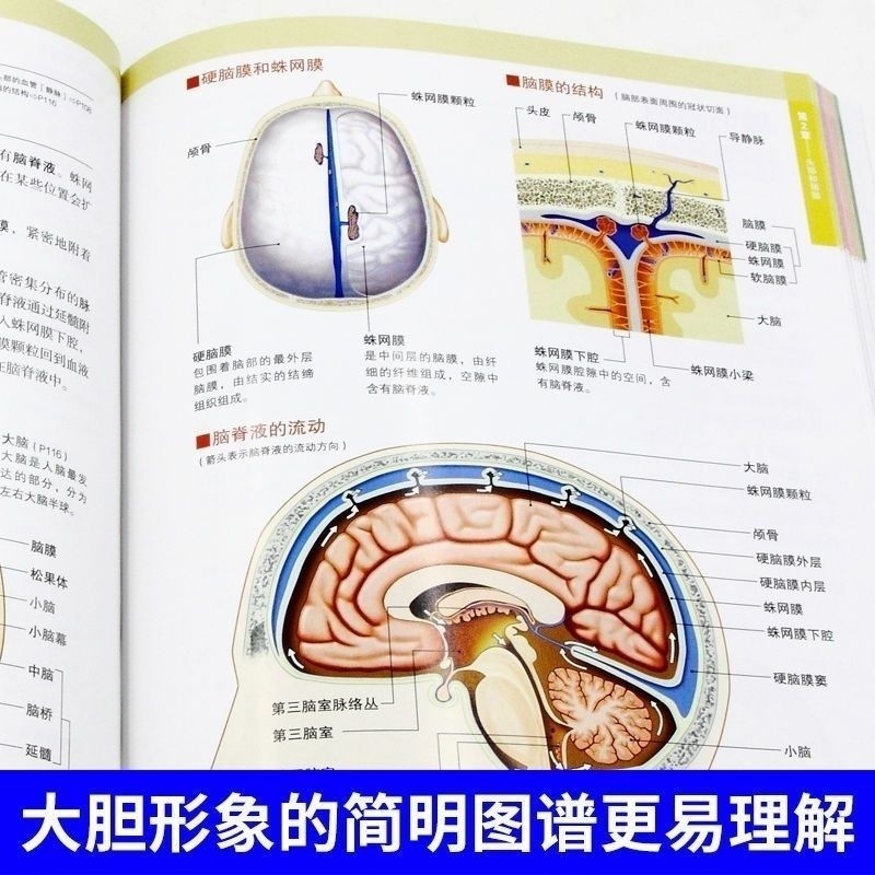 Brand New 3D Ergonomic Anatomical Map Ergonomic Muscle Anatomy Exercise ...