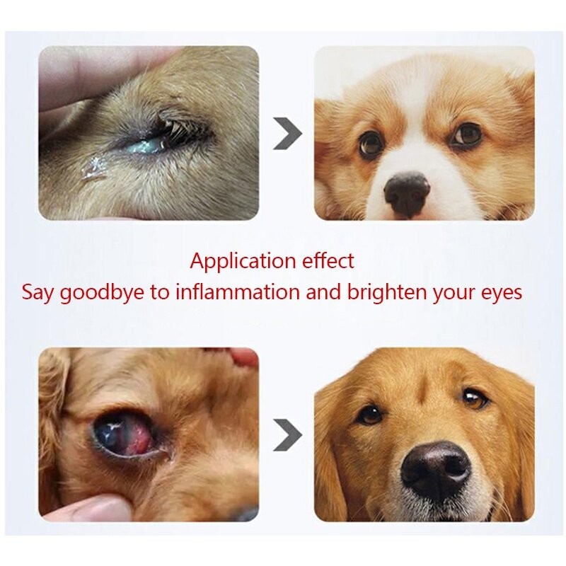 Gentamicin Eye Drops For Pets Cat and Dogs and Eye Infection Remove ...