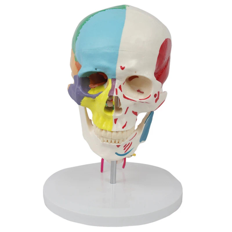 Life Size Colored Skull Model with Muscles Painted Cervical Vertebra ...
