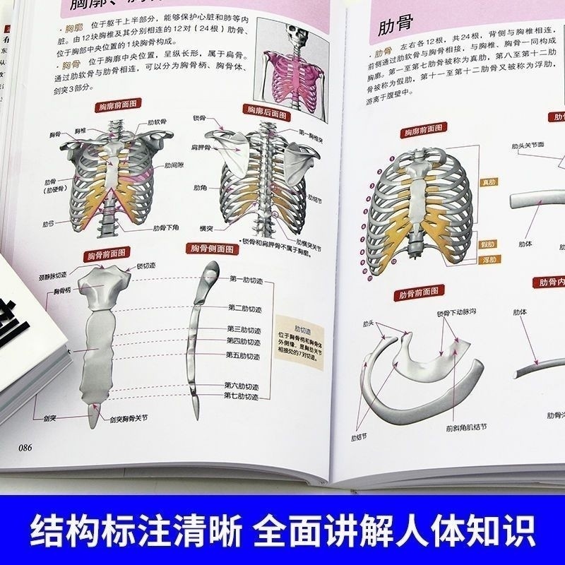 Brand New 3D Ergonomic Anatomical Map Ergonomic Muscle Anatomy Exercise ...