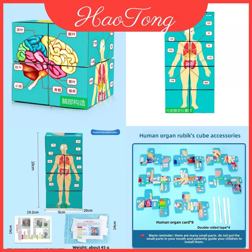 Science Experiment Kids Human Organ Cube Diy Kit For Handson Learning ...