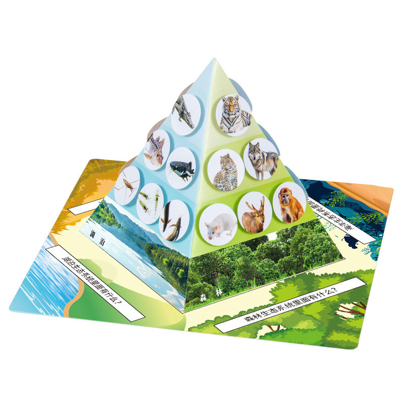 Chain Food Pyramid Model Model Assembly Material Set Children Puzzle ...