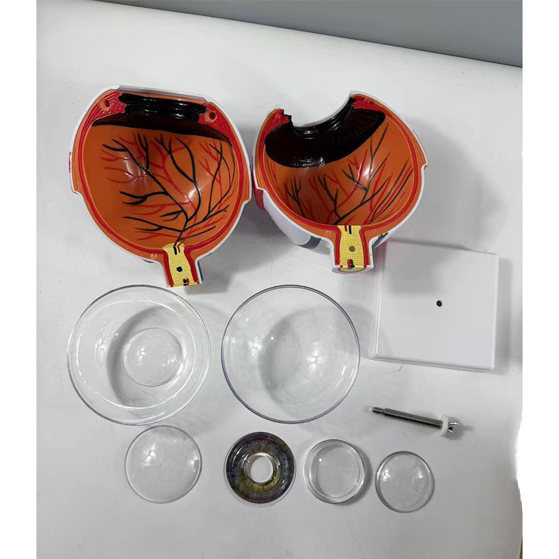 🔬 W&F 6X Human Eye Model - Enlarged Anatomical Eyeball Structure ...