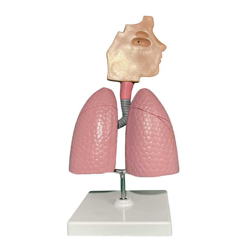 W&F 1:1 Human Lung Respiration Model - Anatomical Breathing Demo ...