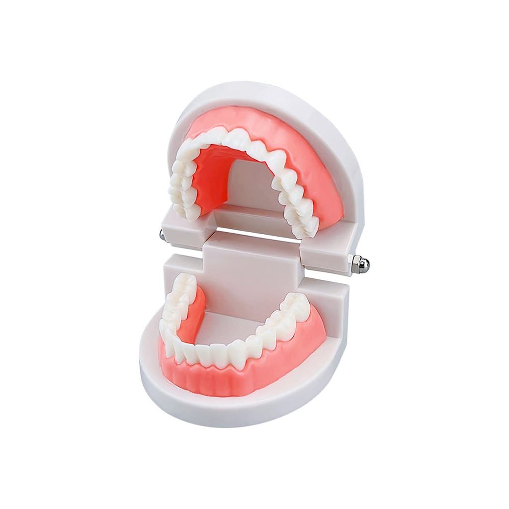 Dental Teaching Model - Oral Model Tooth Model Kids White Standard ...
