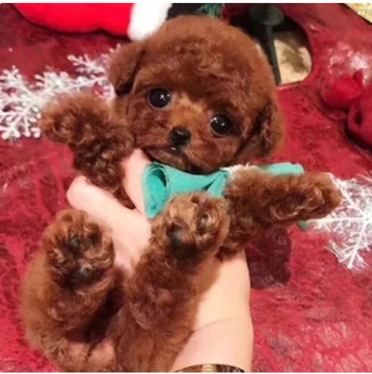 Electric Simulation Puppy Plush Toys/AI Interactive Smart Pet ...