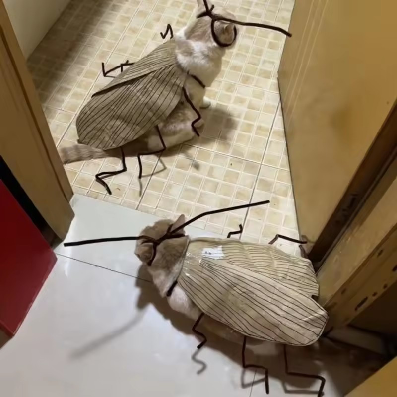 3 Sets Funny Cat Roaches Clothes Kit - Kitten Halloween Cosplay Outfit ...