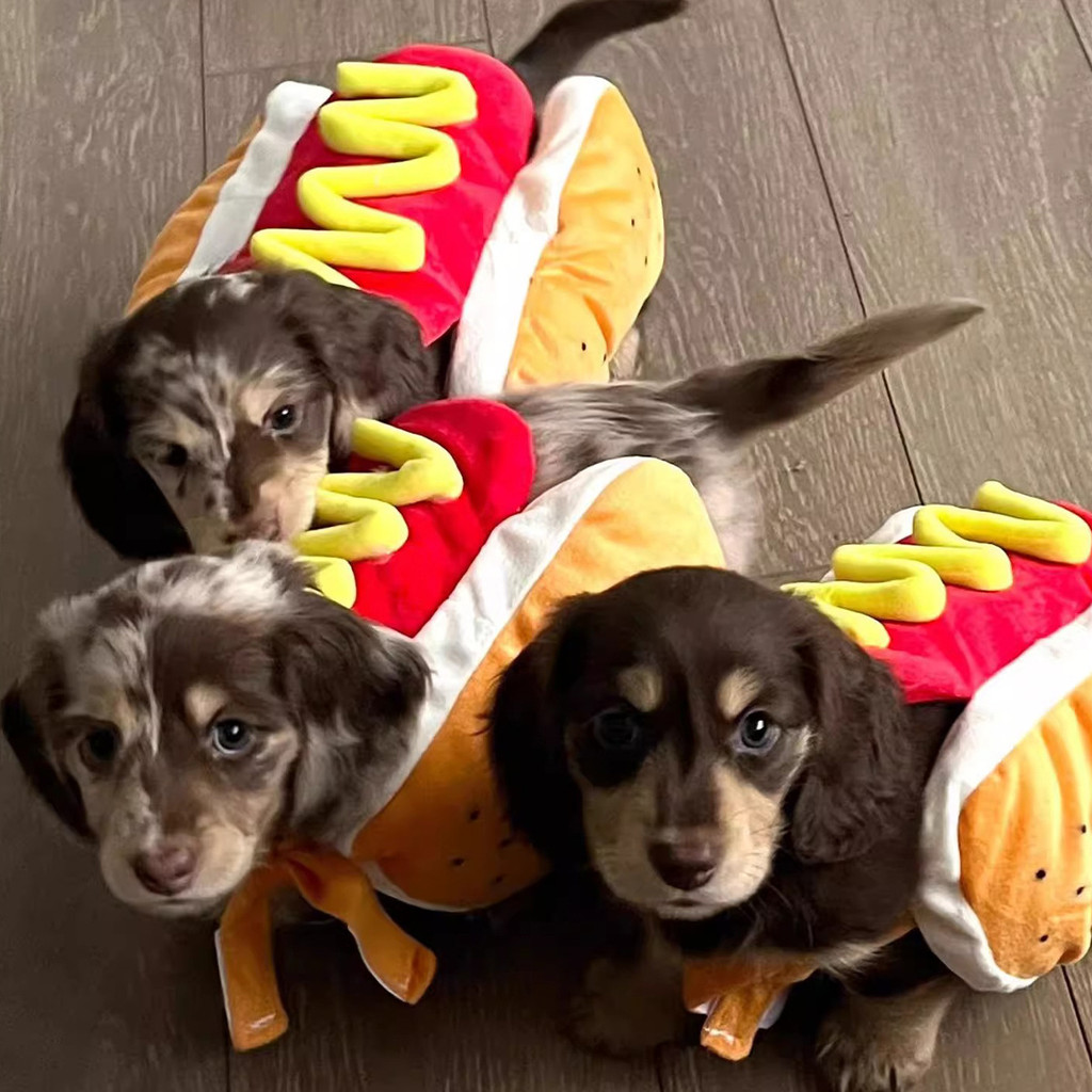 🔥Halloween Pet Dachshund Costume Hot Dog Transformation Costume Dog Cat ...