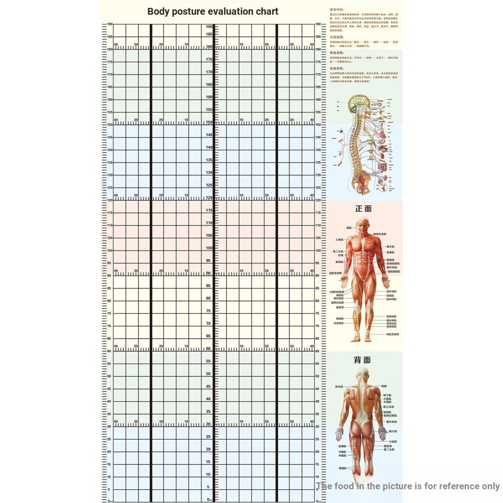 Posture Assessment Sheet Wall Stickers Gym Posture Measurement Grid ...