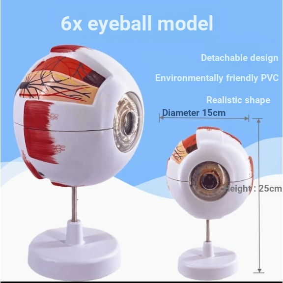 Human Eyeball Model 6 Times Magnification Eyeball Model Facial ...