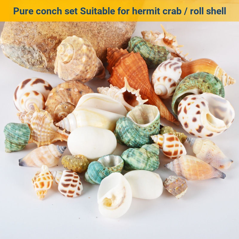 Natural Hermit Crab Shell Roll Shellfish Replacement Shell Breeding ...