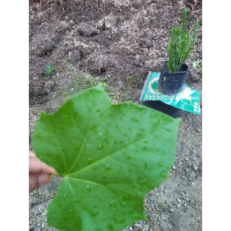pokok jarak segar bugar | Shopee Malaysia