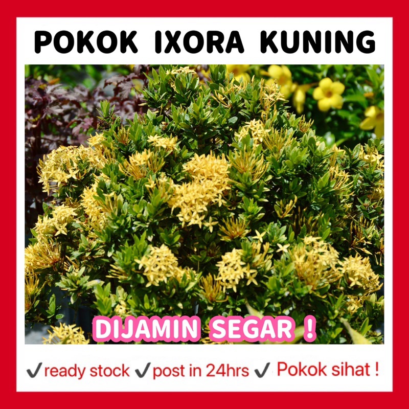 RINA • pokok Ixora kuning • coccinea jejarum pecah periuk siantan ...