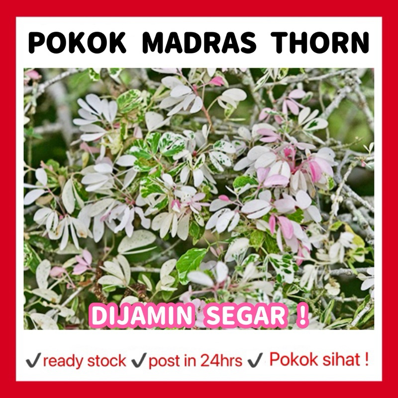 RINA • pokok madras thorn • variegated Manila tamarind opiuma asam ...