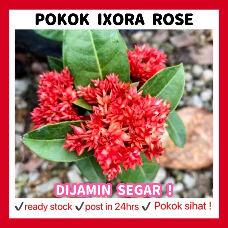 RINA • pokok Ixora rose • flowering plant red merah bunga outdoor ...