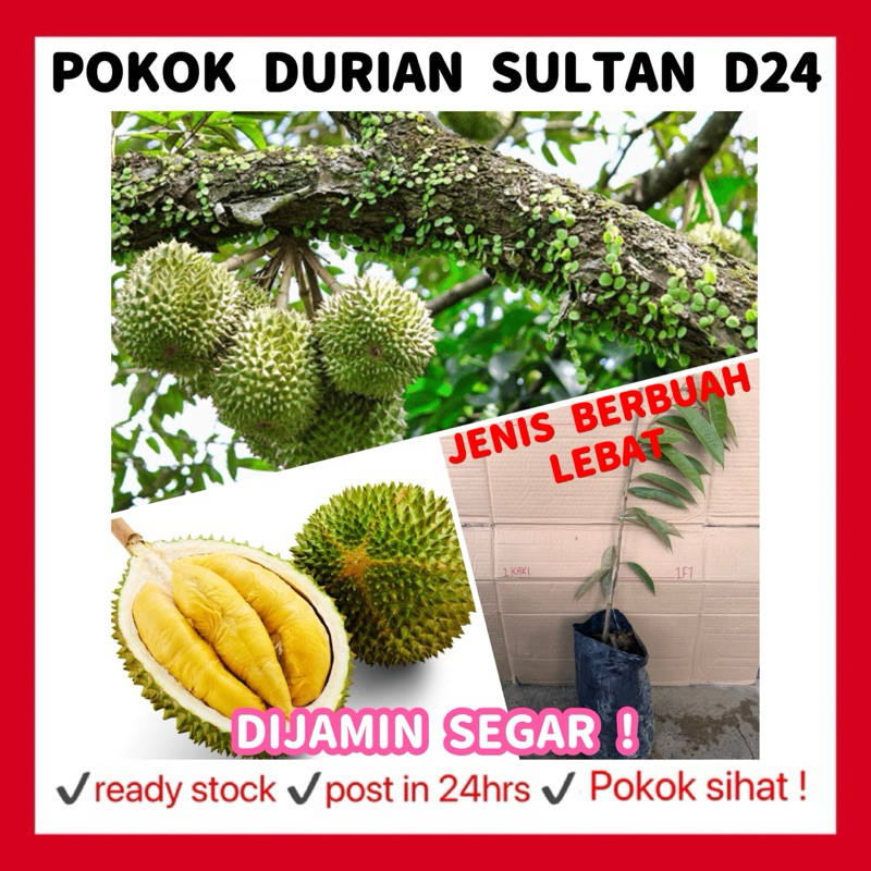 RINA • pokok durian sultan D24 2kaki • 2 feet tall fruit sapling jenis berbuah lebat plant ...