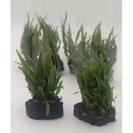 mini java fern driftwood microsorum pteropus philippine | Shopee Malaysia