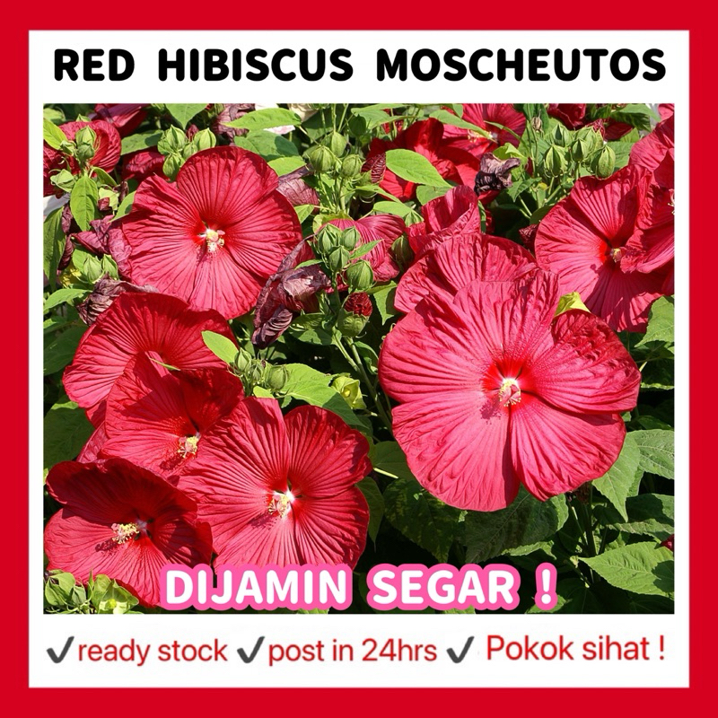 RINA • red hibiscus mocheutos • Luna swamp rose mallow bunga besar ...