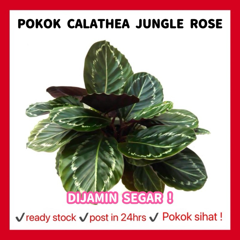 RINA • pokok calathea jungle rose • medallion prayer plant houseplant ...