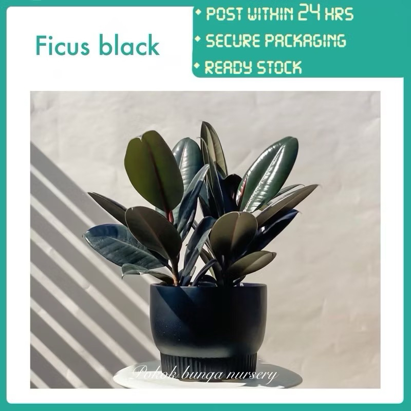 PBN - ficus black - pokok bunga nursery indoor real live plant home ...