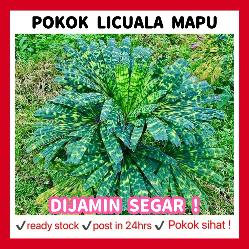 RINA • pokok licuala mapu • mattanensis rare fan palm exotic real live ...