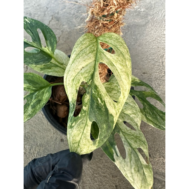 【LSG】Monstera Acuminata Mint Tricolor Variegated indoor live plant ...