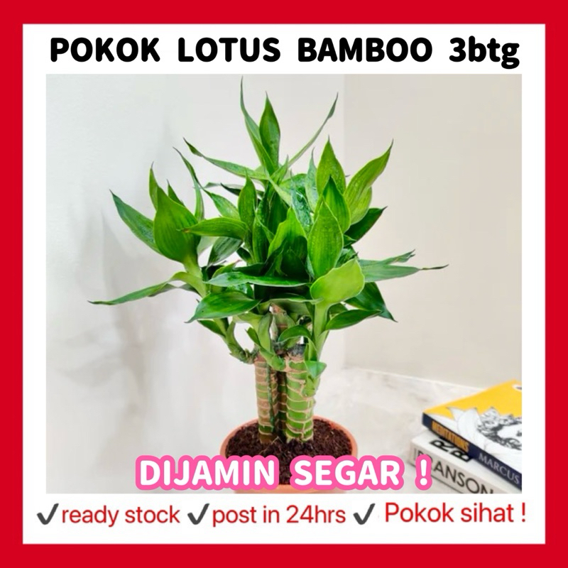 RINA • pokok lotus bamboo 3 batang • 3 stem lucky feng shui good luck ...