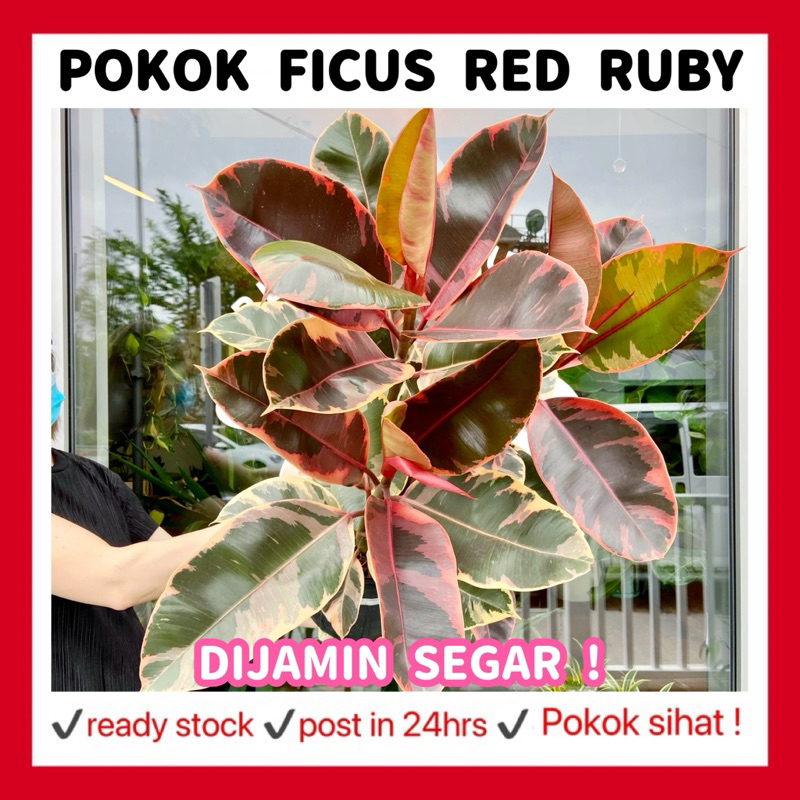 RINA • Pokok ficus red ruby • rubber plant indoor houseplant outdoor ...