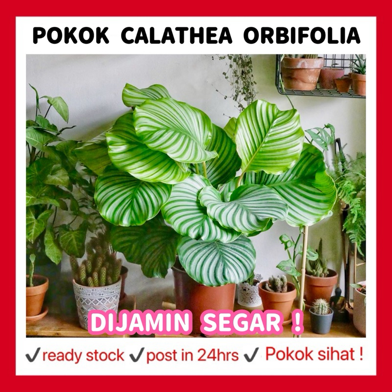 RINA • Pokok calathea orbifolia • indoor prayer plant houseplant hiasan ...