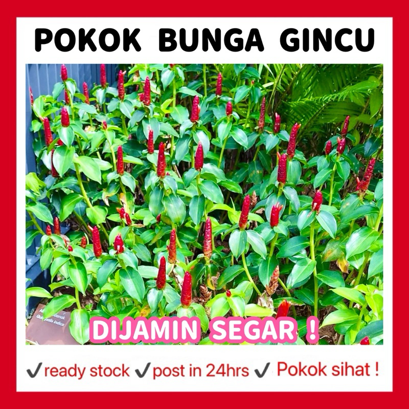 RINA • Pokok bunga gincu • costus Woodsonii red button ginger lipstick Panamanian candle red ...