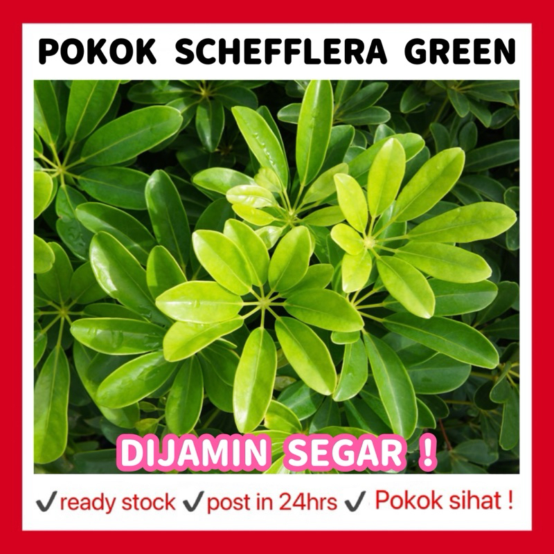 RINA • pokok schefflera green • umbrella tree arboricola Hawaii outdoor ...