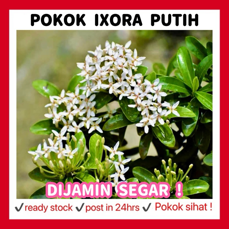 RINA • pokok Ixora putih • coccinea jejarum pecah periuk siantan ...
