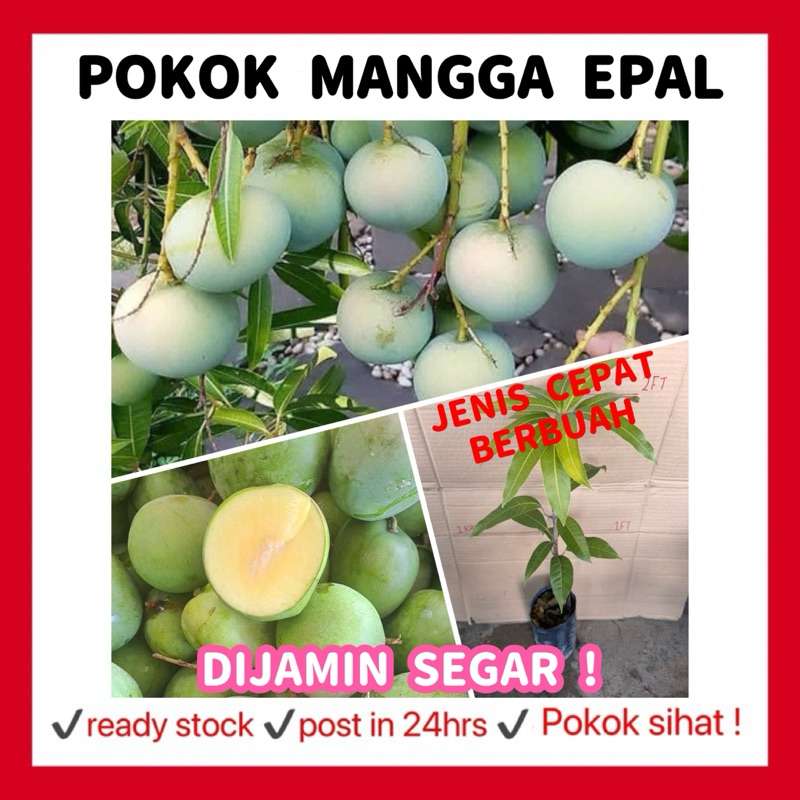 RINA • pokok mangga epal 2 kaki • 2 feet tall mangga apple hybrid cepat ...