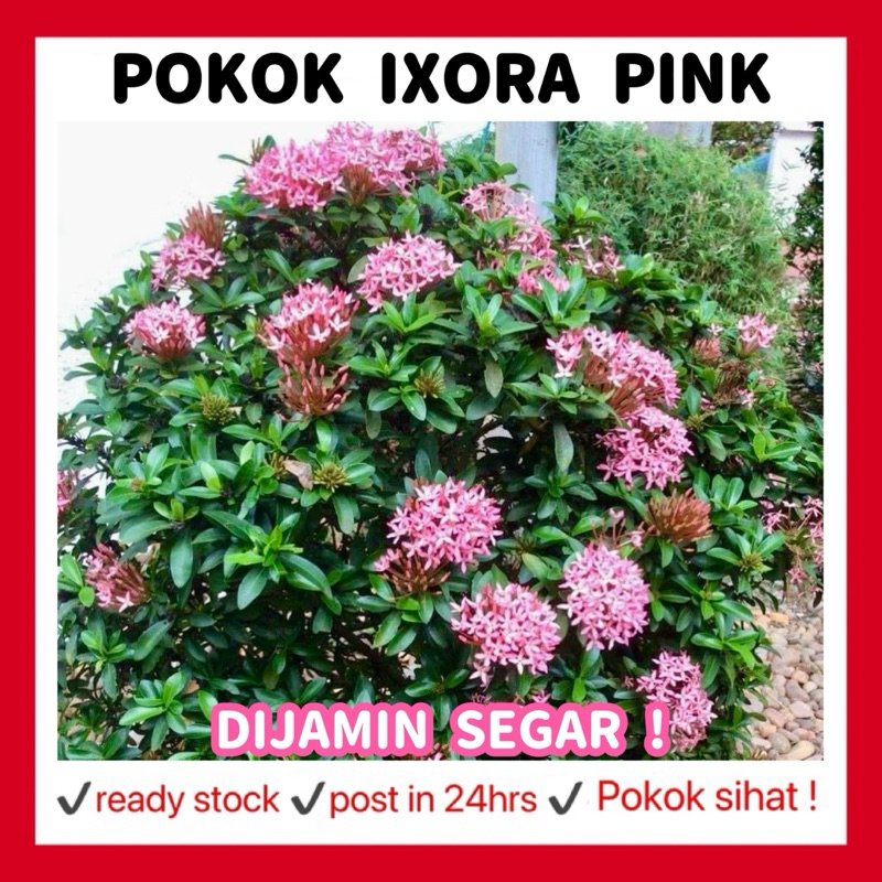 RINA • pokok Ixora pink • coccinea jejarum pecah periuk siantan ...