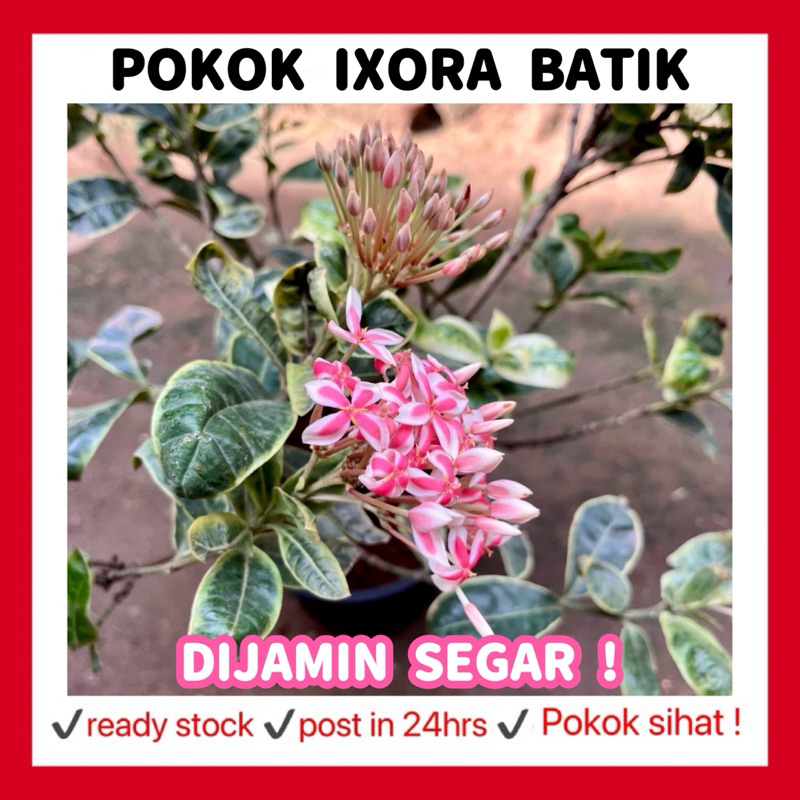 RINA • pokok Ixora batik • frozen star variegated coccinea flower white ...