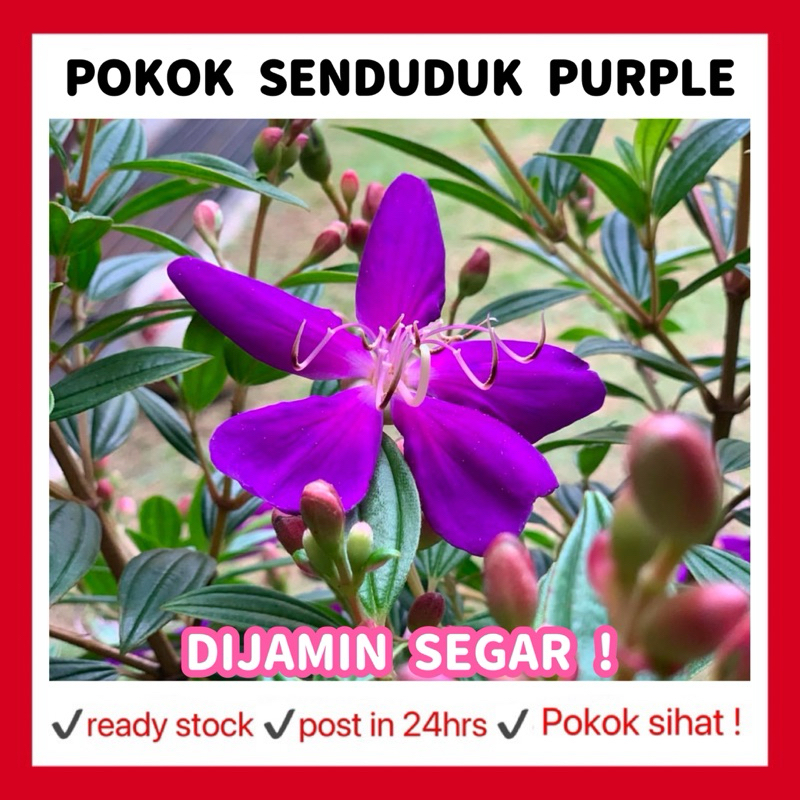 RINA • pokok senduduk purple • bunga ungu holland flower outdoor edible ...