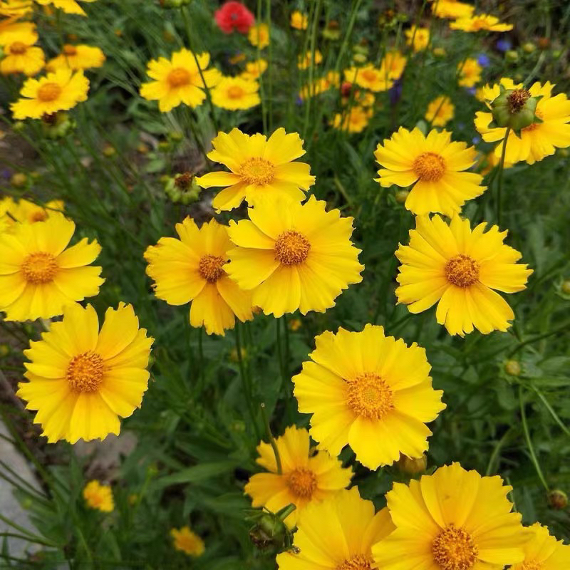 Biji Bernih Bunga Coreopsis Grandiflora - 400pcs /花种子金鸡菊 | Shopee Malaysia