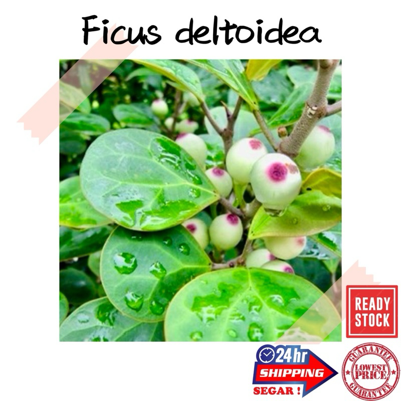 (GG real plant) ficus deltoidea ^ mistletoe fig medicinal plant relieve ...