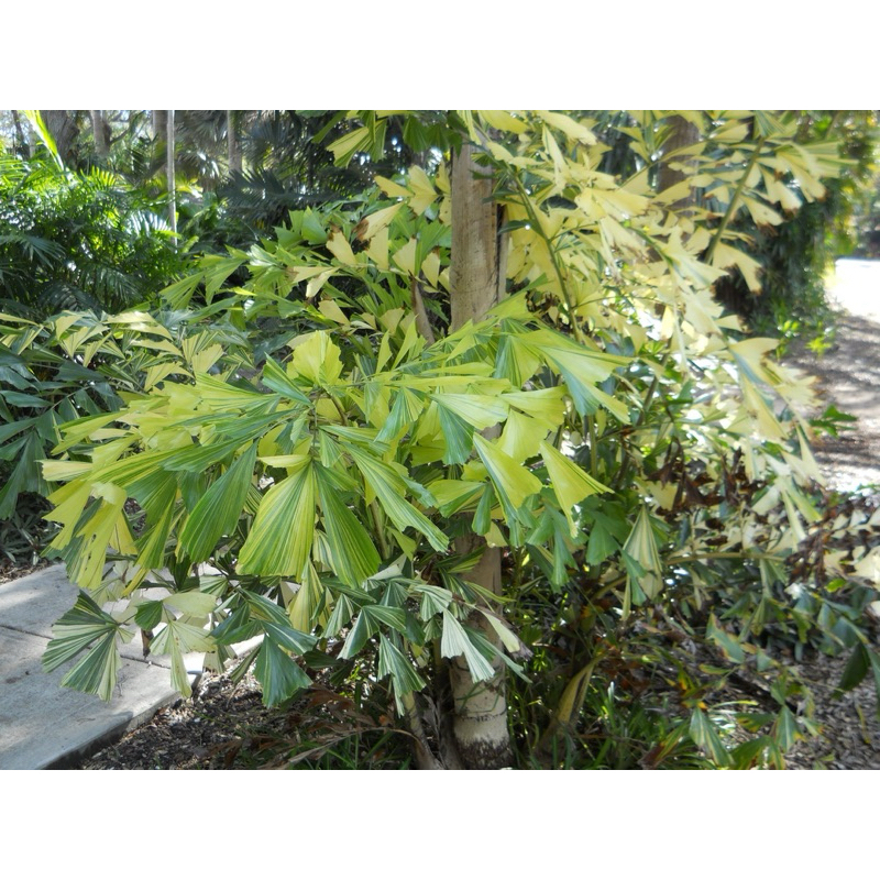 Caryota Mitis Variegated /Palm Tree (S size) | Shopee Malaysia