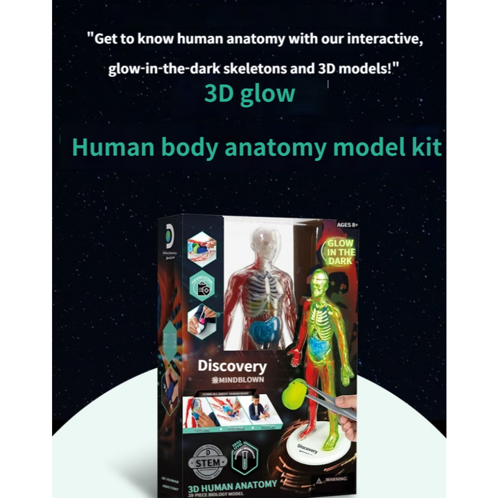Discovery Mindblown 3D Glow-in-the-Dark Human Anatomy Model Kit | Shopee Malaysia