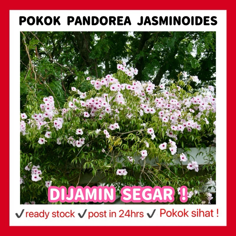 RINA • pokok pandorea jasminoides • bower vine climber creeper creeping ...
