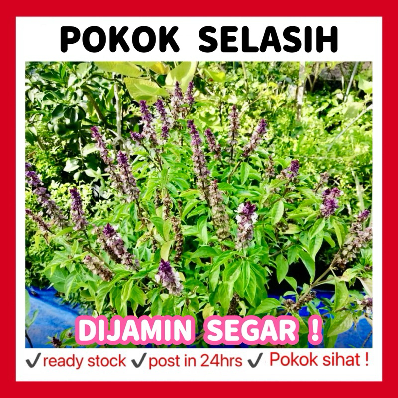 RINA • pokok selasih • Thai basil herbs daun leaves fresh vegetables ...