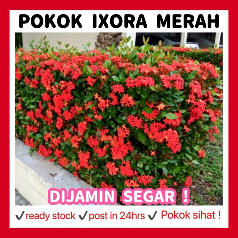 RINA • pokok Ixora merah • coccinea jejarum pecah periuk siantan ...