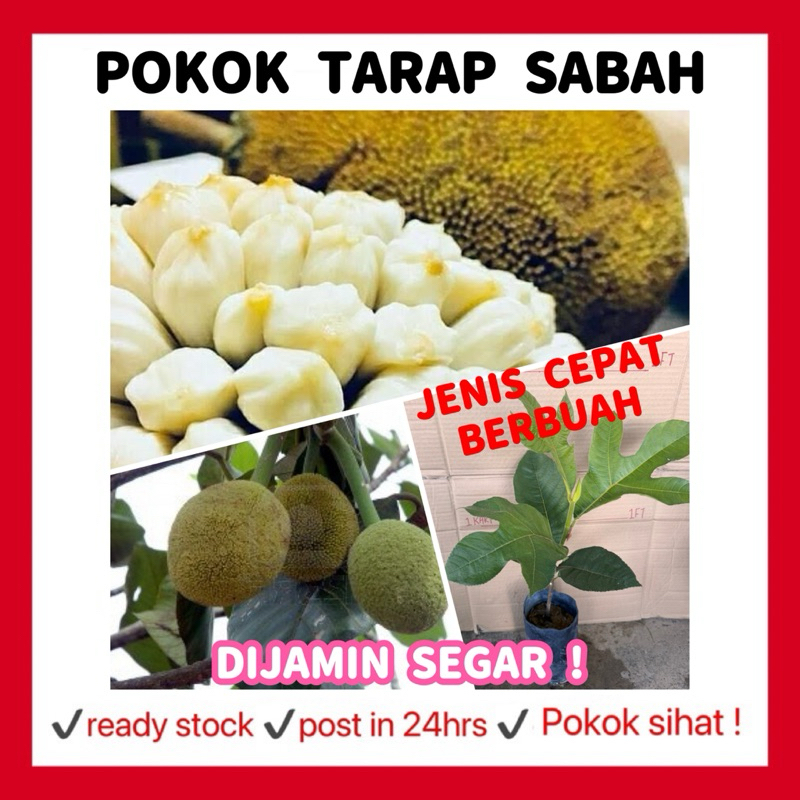 RINA • pokok tarap sabah • tree Borneo exotic delight creamy texture ...