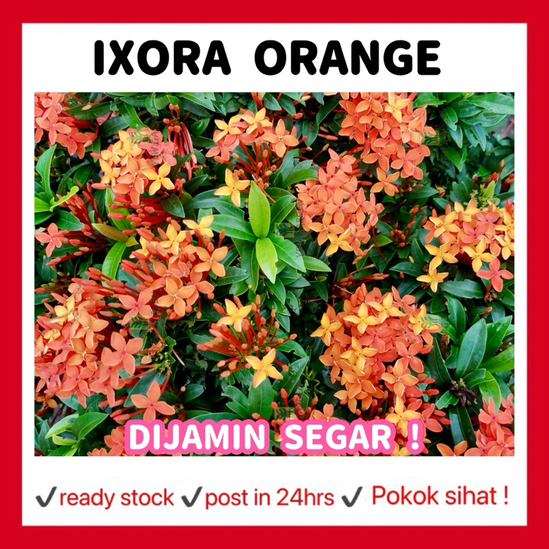 RINA • pokok Ixora orange • coccinea jejarum pecah periuk siantan ...