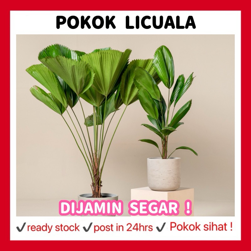 RINA • pokok licuala grandis • ruffled fan palm vanuatu palas indoor ...